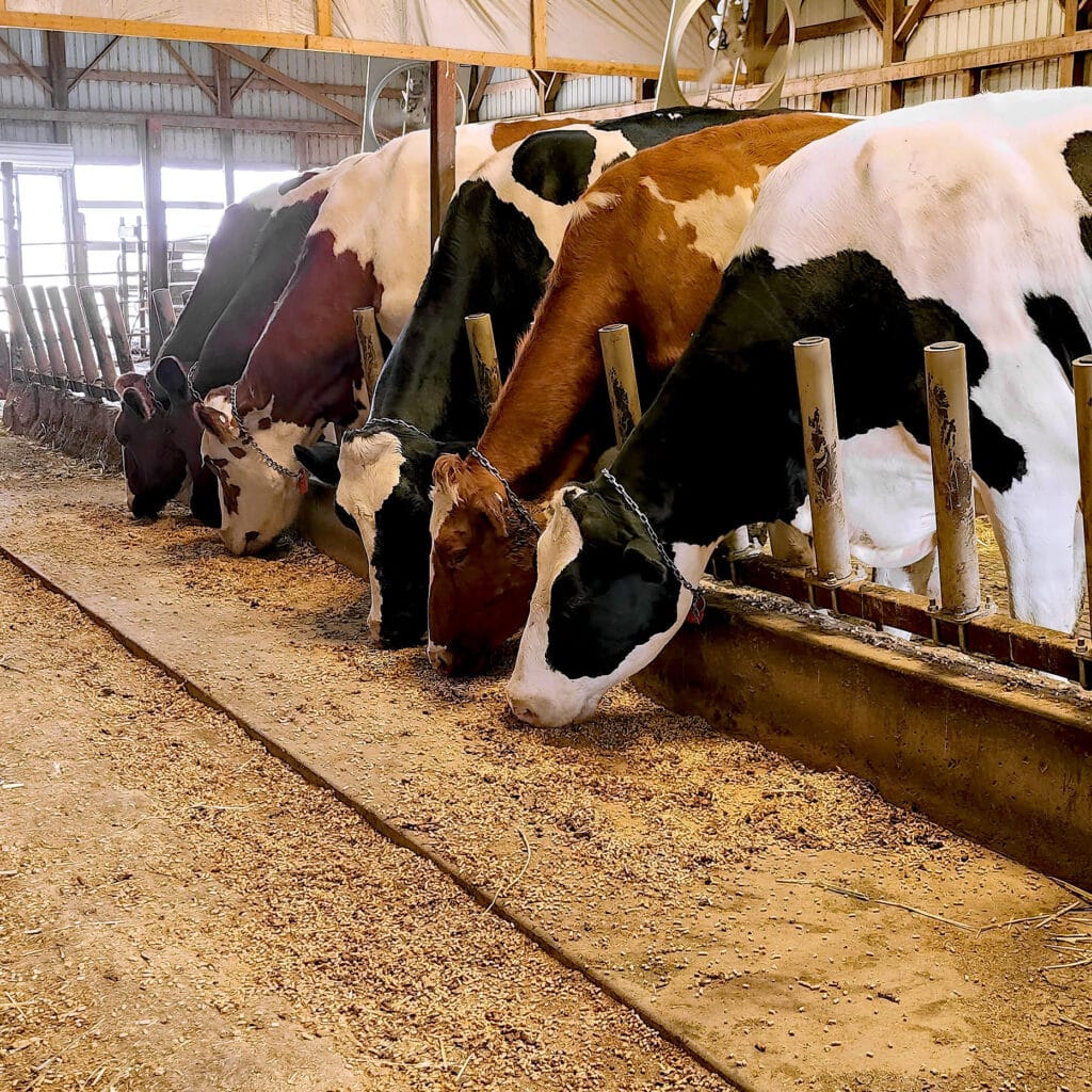 Agromatic FreeFEED Cattle Feeding System for Feed Alleys