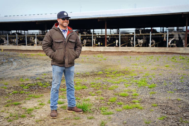 Postma Dairy - Modesto, CA | Free Stall Barn Stall Dividers