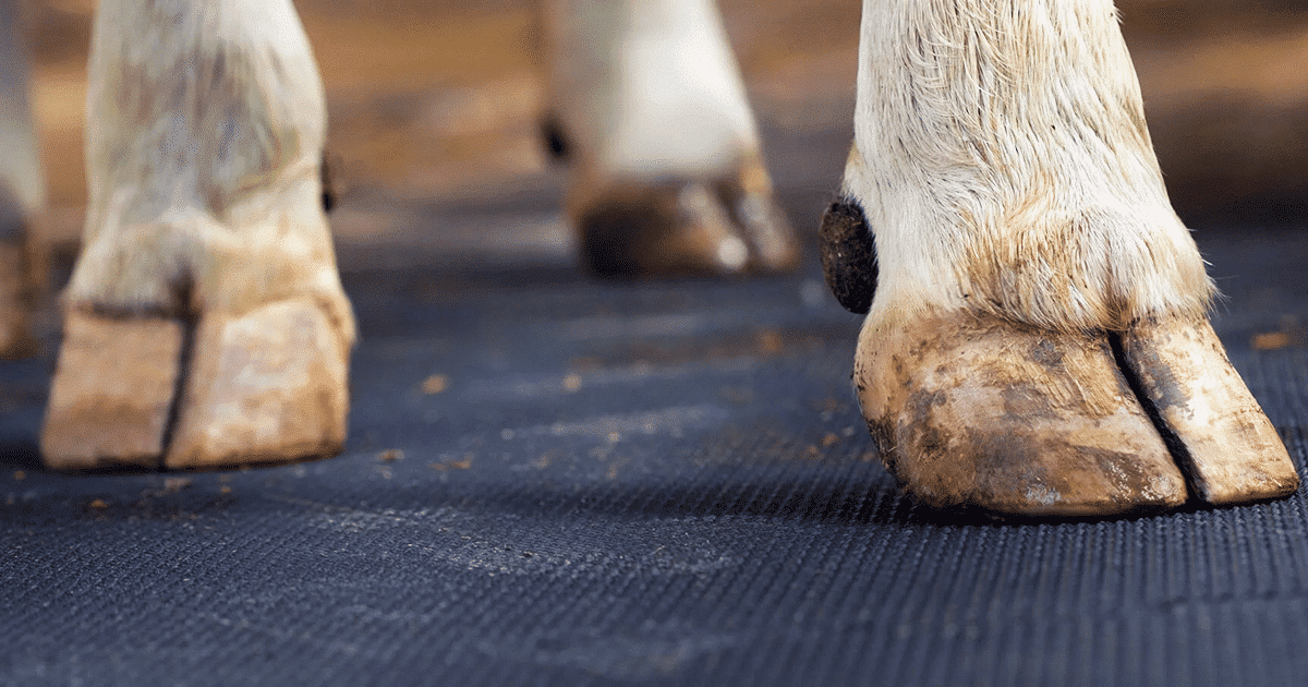 Why KRAIBURG Rubber? | Agromatic Inc.