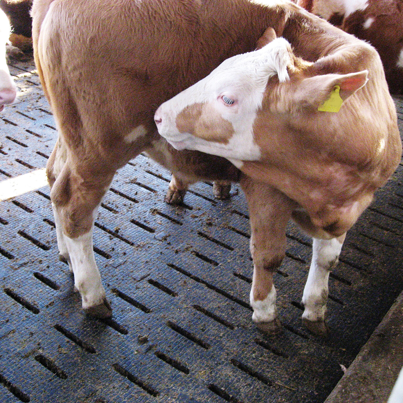 Beef Cattle Slat Mats | Boost Comfort & Barn Safety