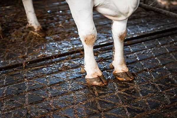 World Dairy Expo 2025 is Sept. 30th - Oct. 3rd | Agromatic Inc.